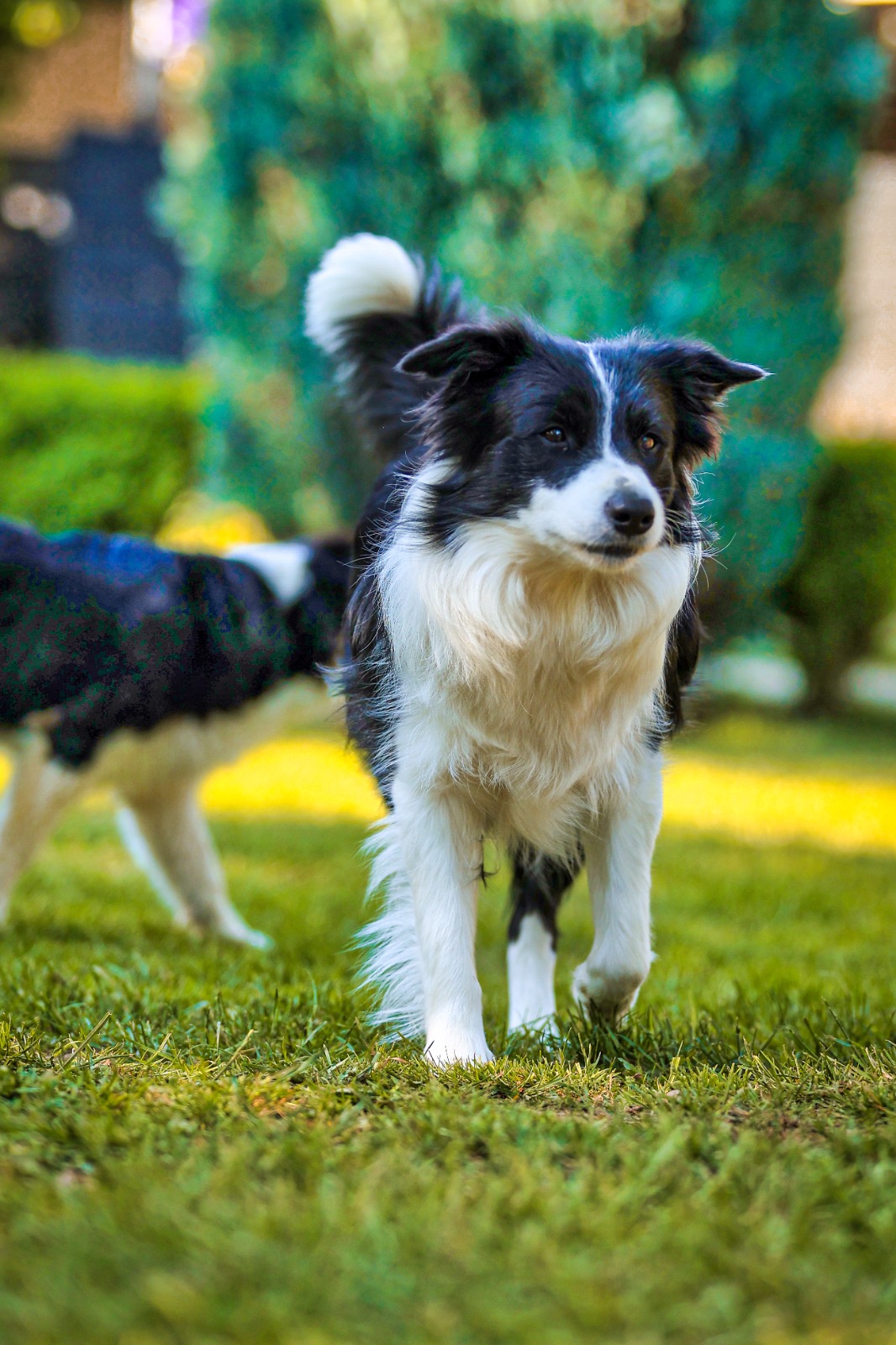 Wilkommen in der VDH Bordercollie Zuchtstätte StaRDet with One - Big M ...