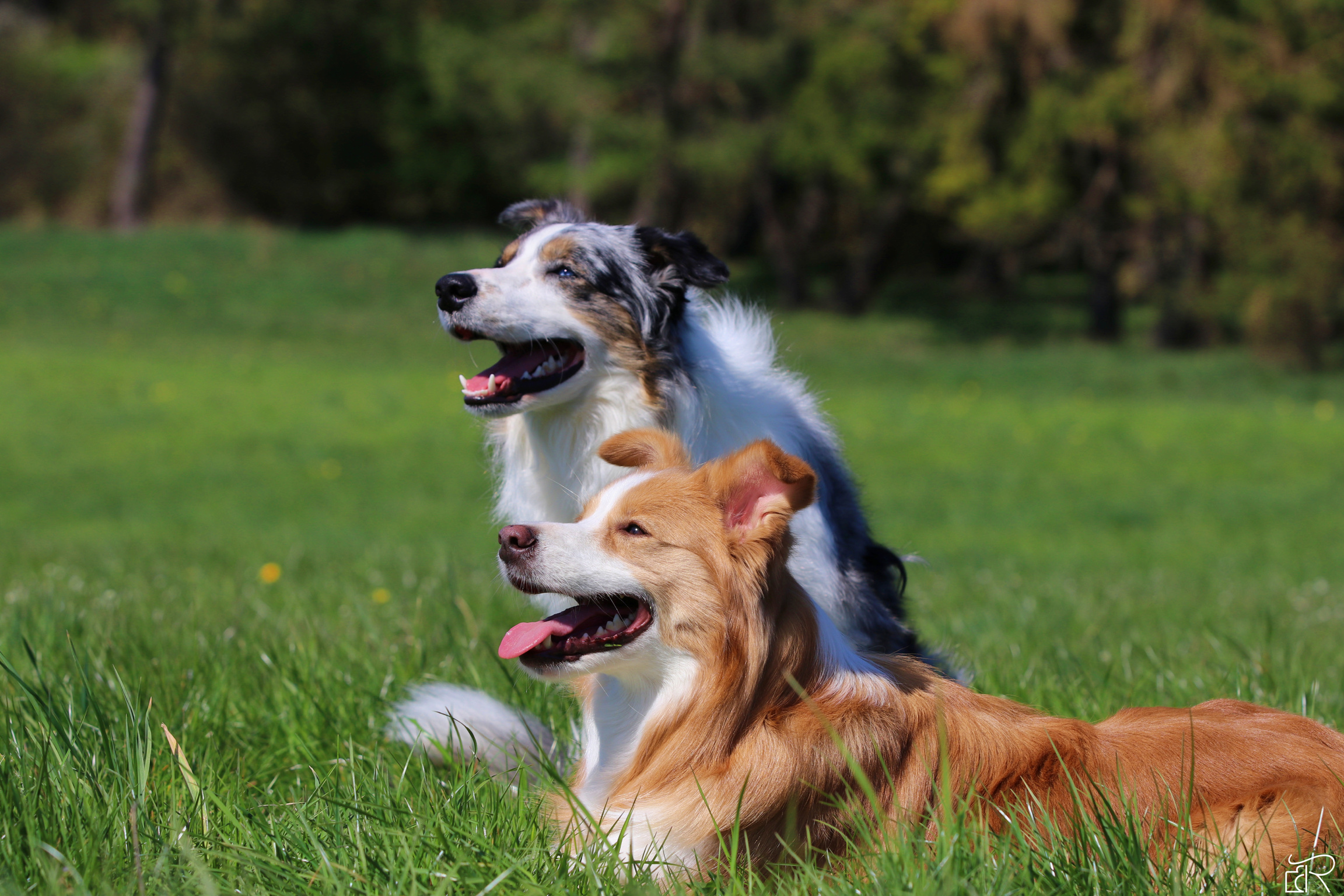 Wilkommen in der VDH Bordercollie Zuchtstätte StaRDet with One - Unser ...